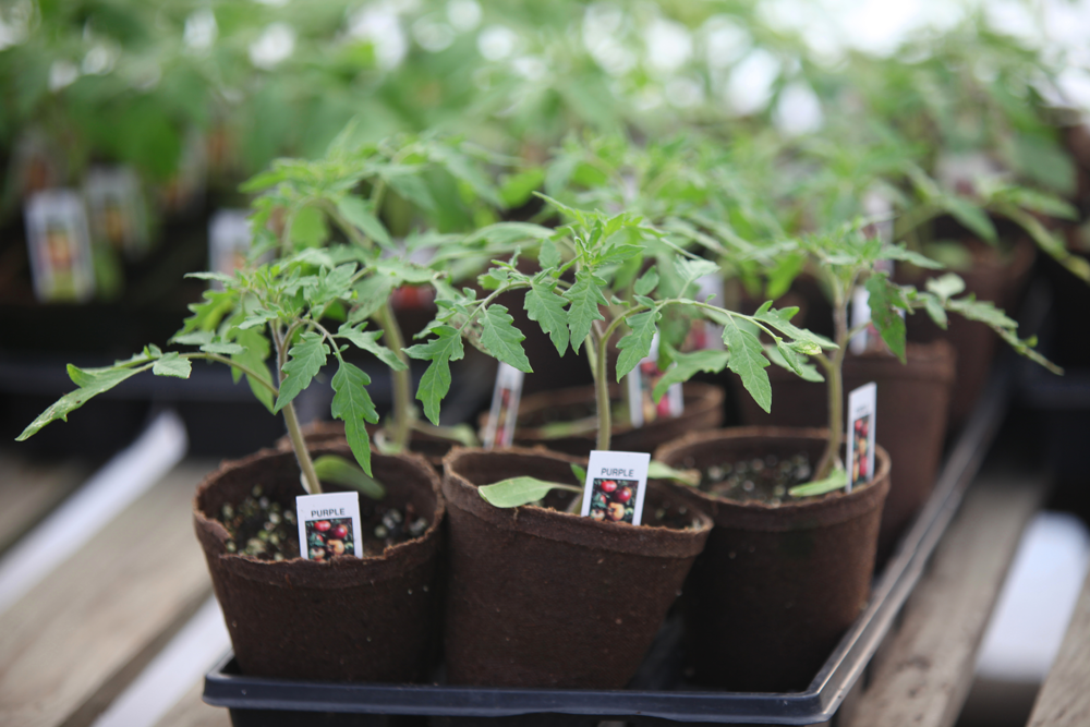 Horticulture Solutions | Plant Stakes, Signage, Plant Tags | RELYCO